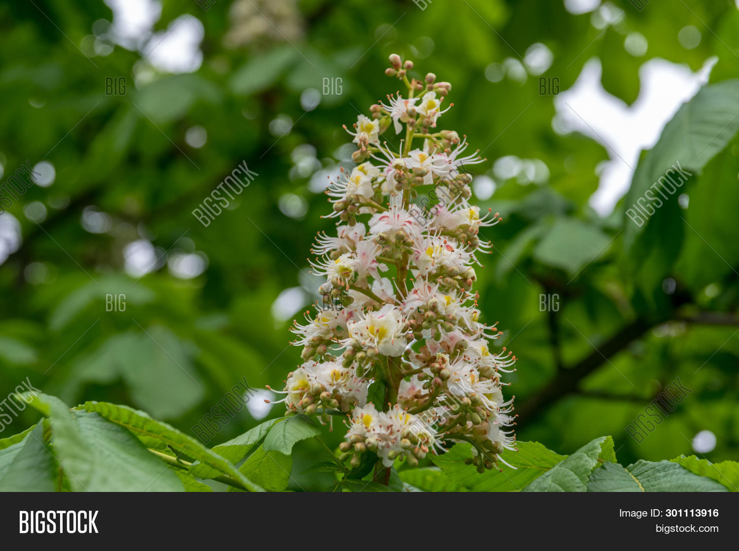 Blooming Chestnut Tree Image & Photo (Free Trial) | Bigstock