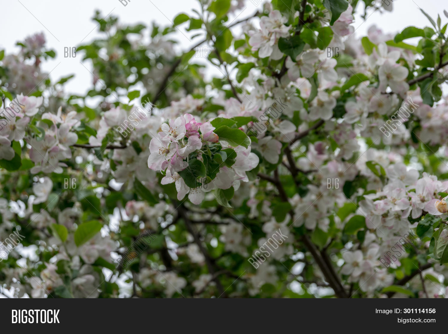 Blooming Apple Tree Image & Photo (Free Trial) | Bigstock