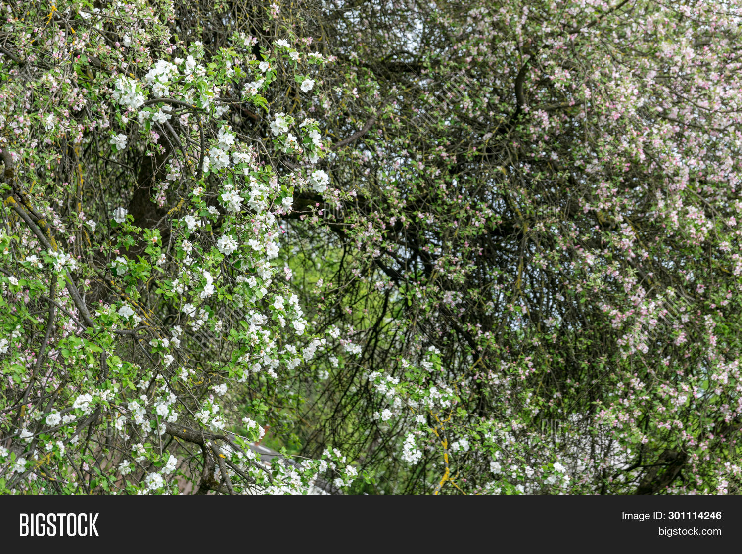 Blooming Apple Tree Image & Photo (Free Trial) | Bigstock