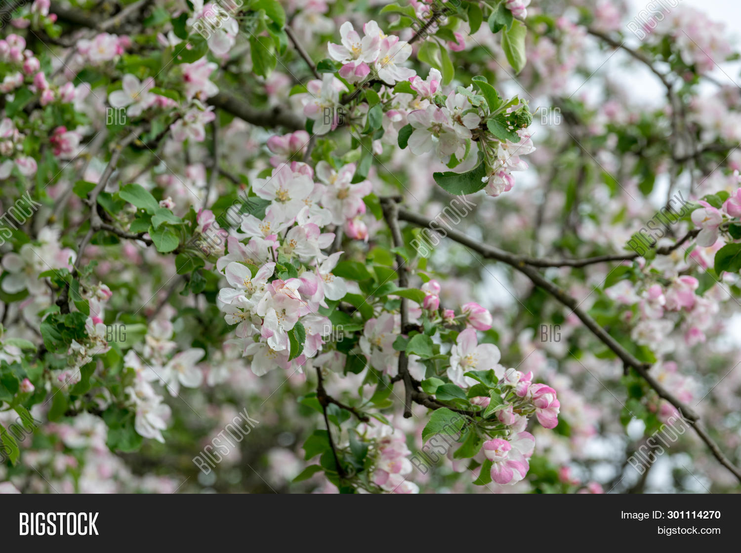 Blooming Apple Tree Image & Photo (Free Trial) | Bigstock