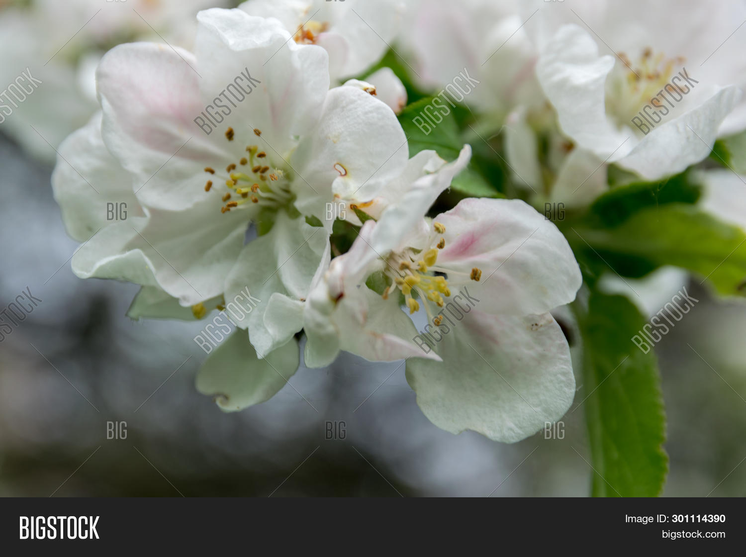 Blooming Apple Tree Image & Photo (Free Trial) | Bigstock
