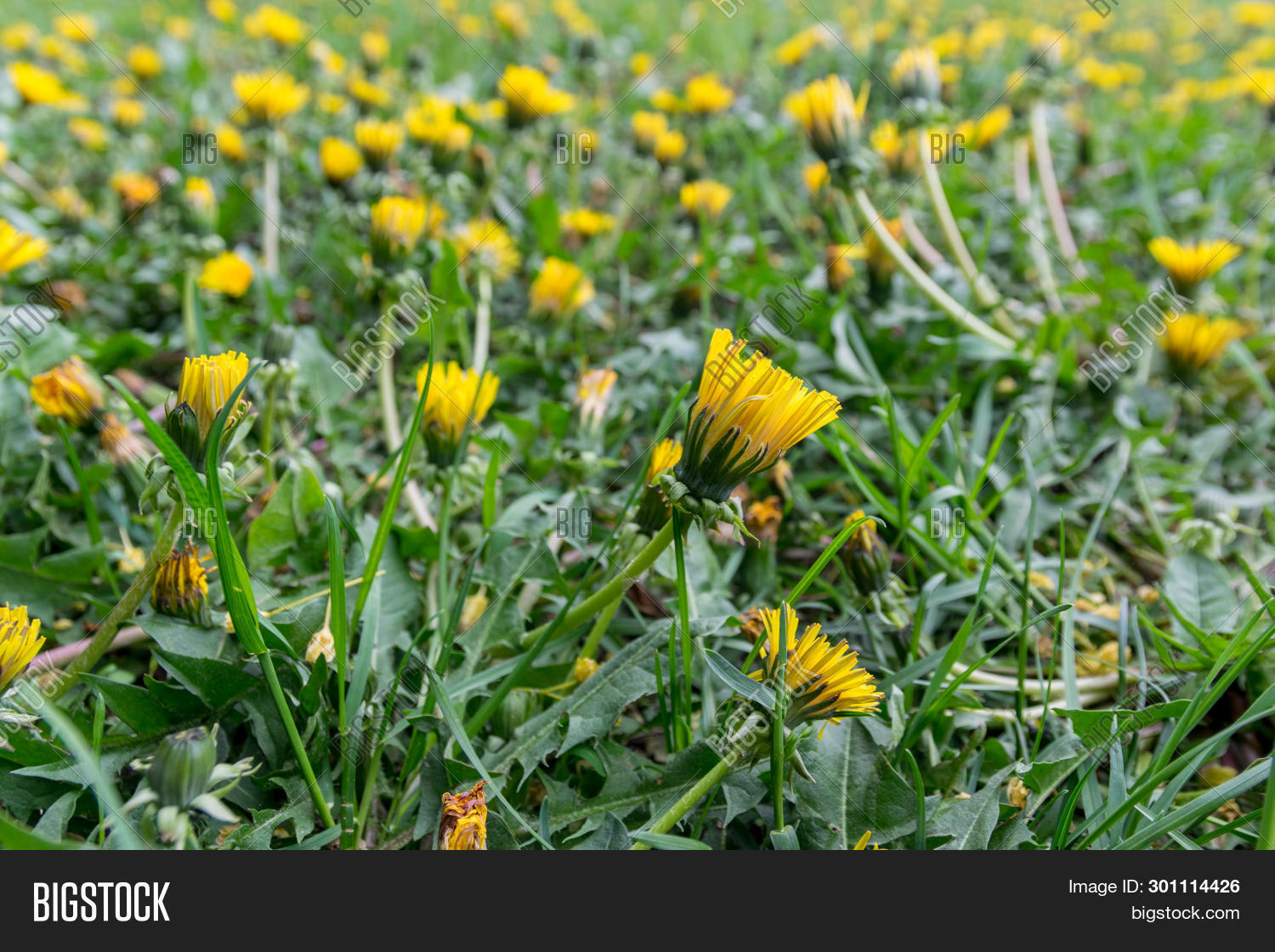 Lots Yellow Dandelions Image & Photo (Free Trial) | Bigstock