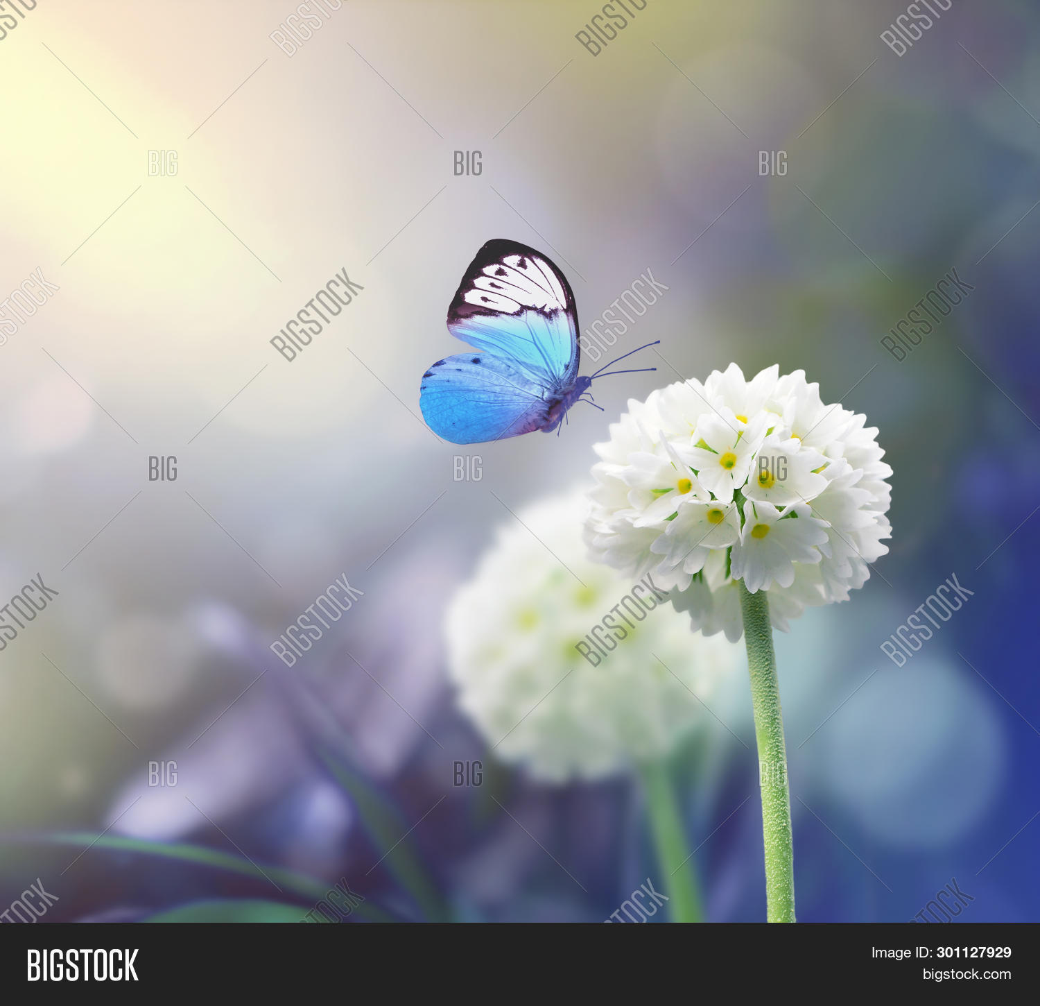 White Scope Flowers Image & Photo (Free Trial) | Bigstock