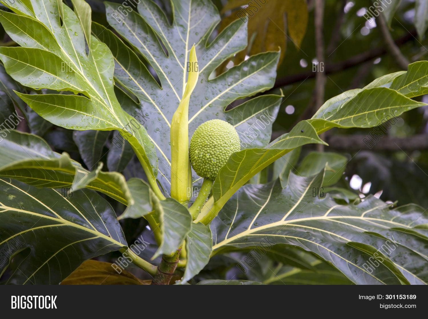Breadfruit Tree Image & Photo (Free Trial) | Bigstock