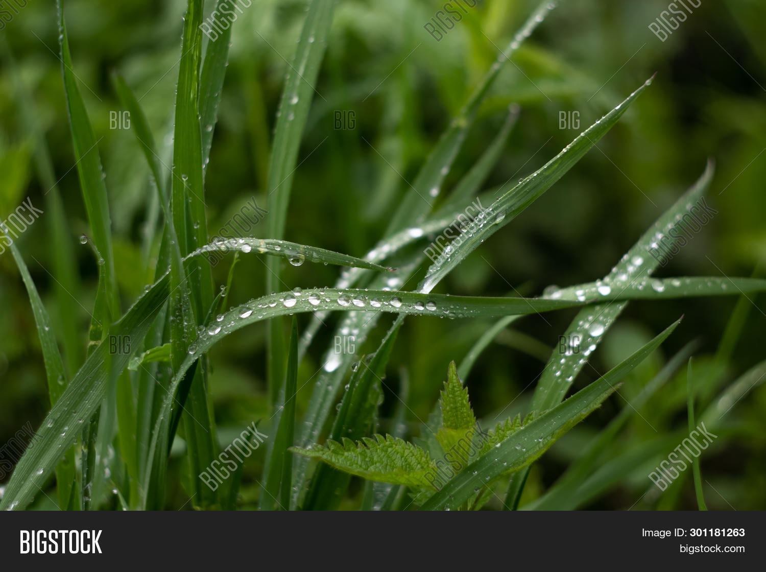 Grass With Dew Backgrounds