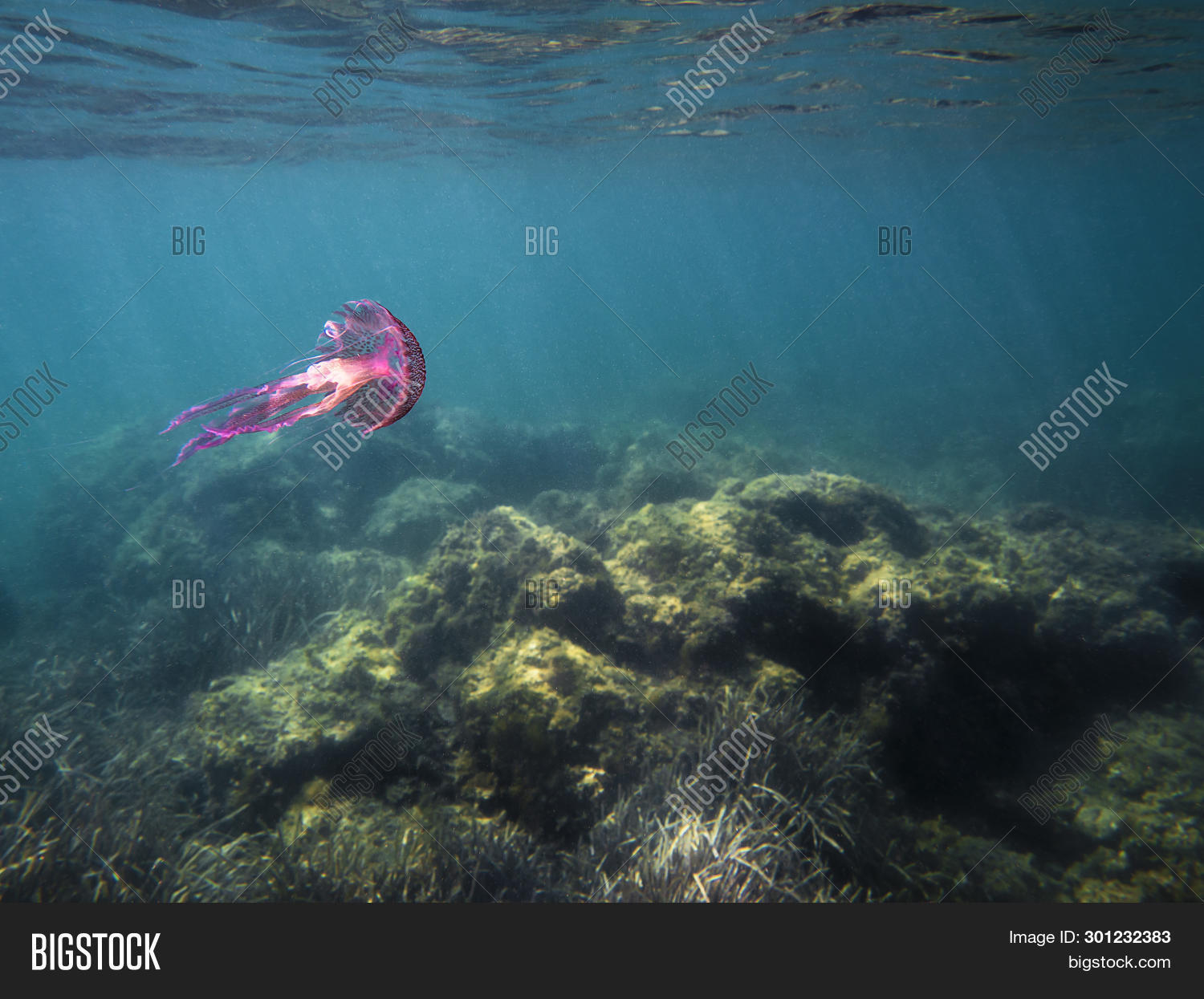 Pink Jellyfish Image & Photo (Free Trial) | Bigstock