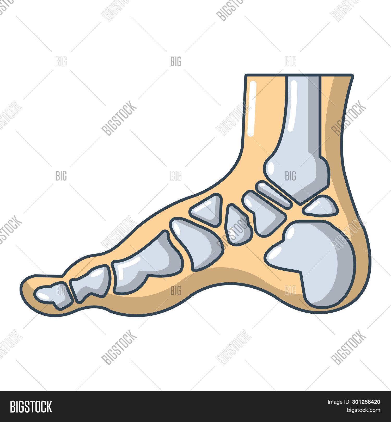 Xray Foot Icon. Image & Photo (Free Trial) | Bigstock