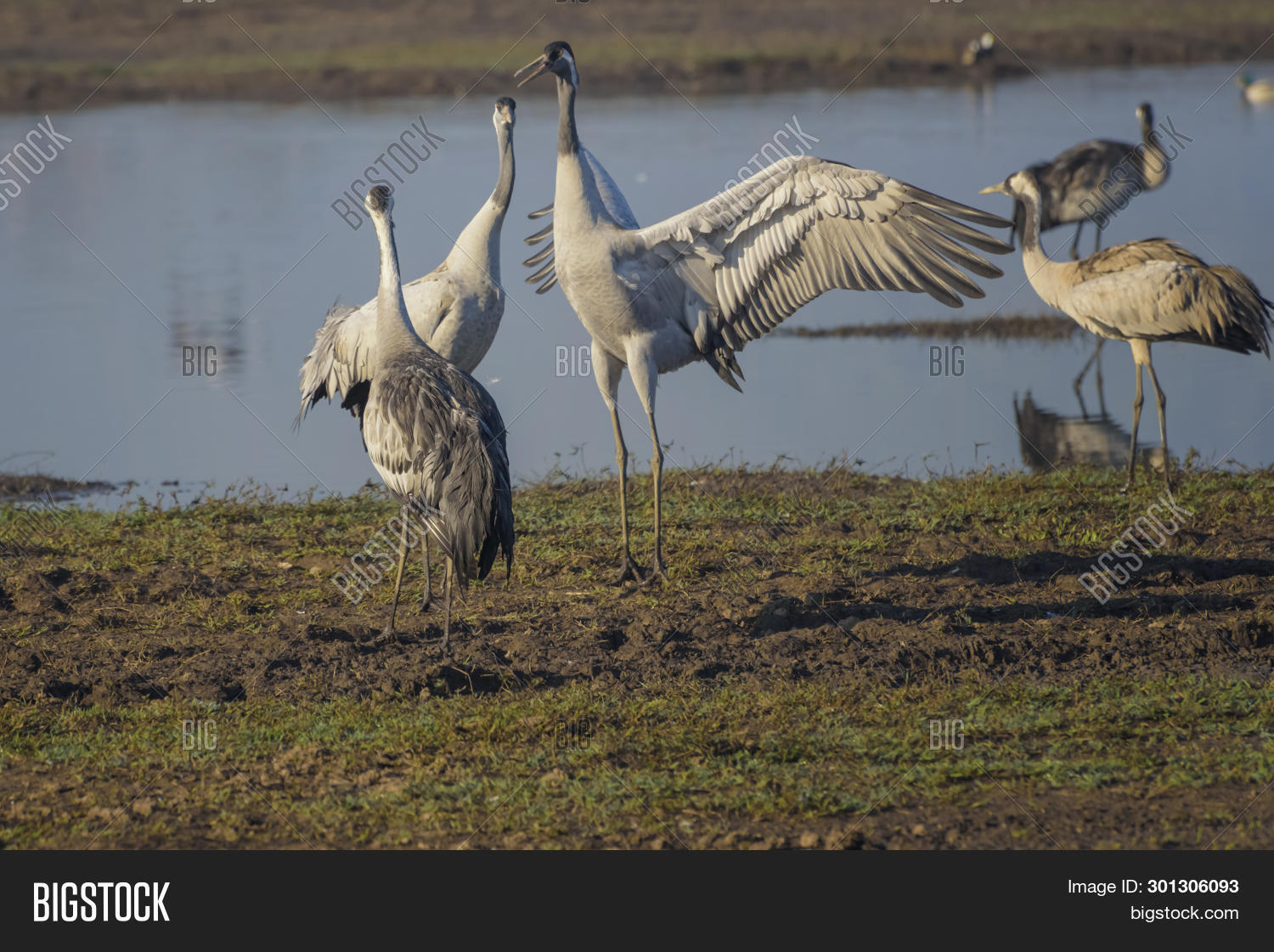 Dancing Cranes. Common Image & Photo (Free Trial) | Bigstock