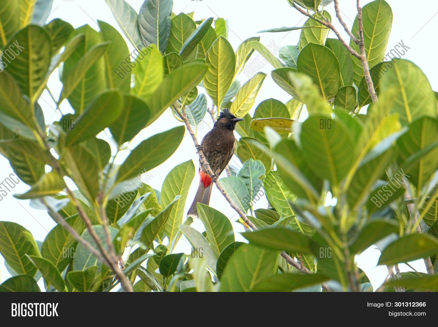 Red-vented Bulbul Bird Image & Photo (Free Trial) | Bigstock