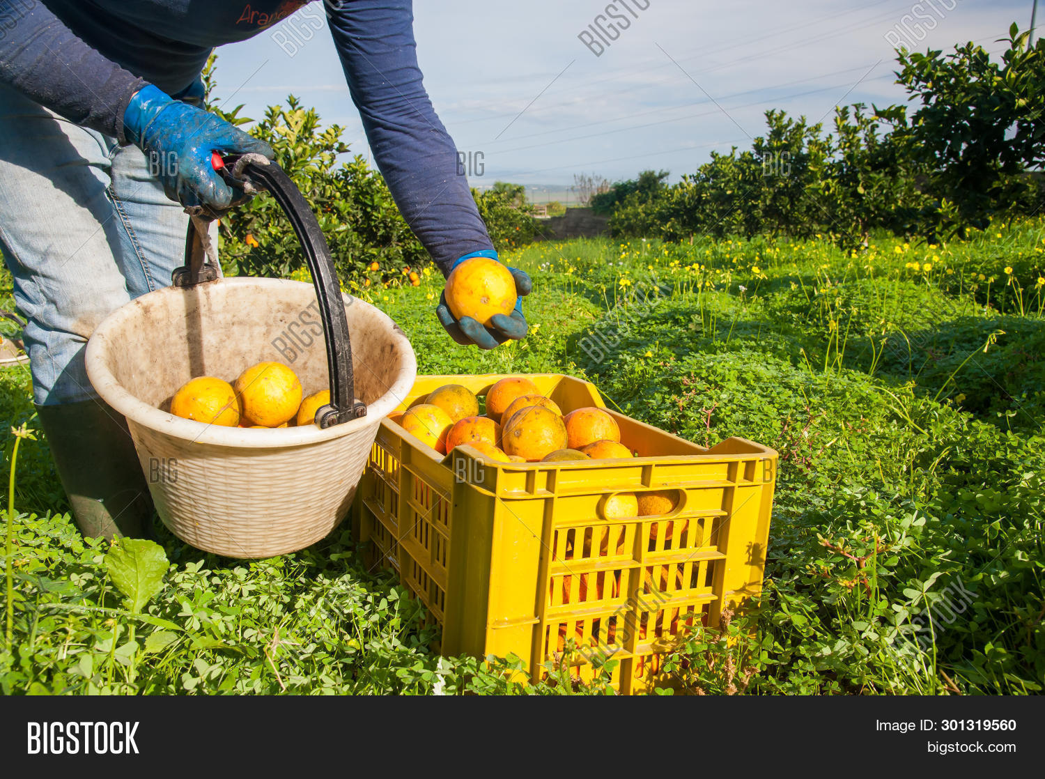 Picker Work During Image & Photo (Free Trial) | Bigstock