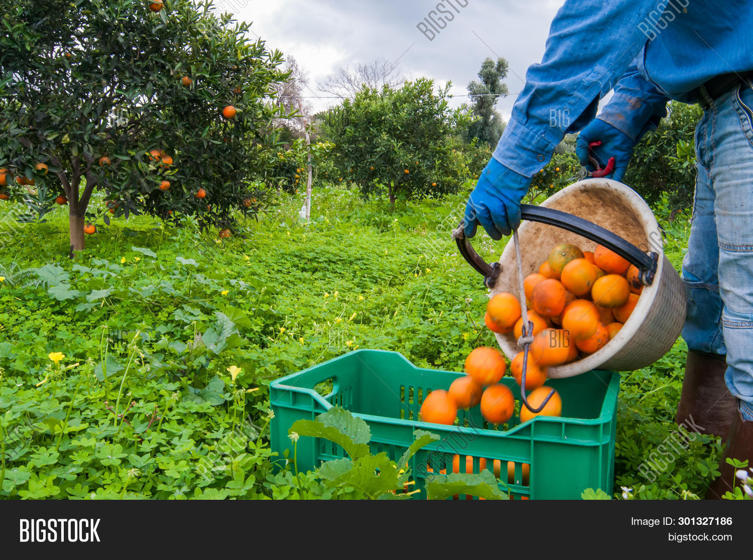 Orange Picker Work Image & Photo (Free Trial) | Bigstock