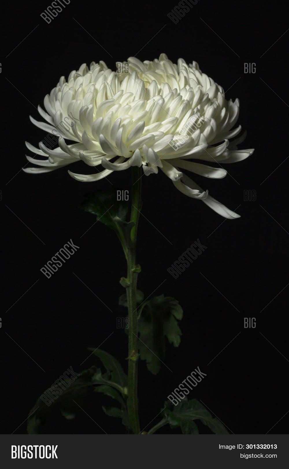 White Cremone Image & Photo (Free Trial) | Bigstock