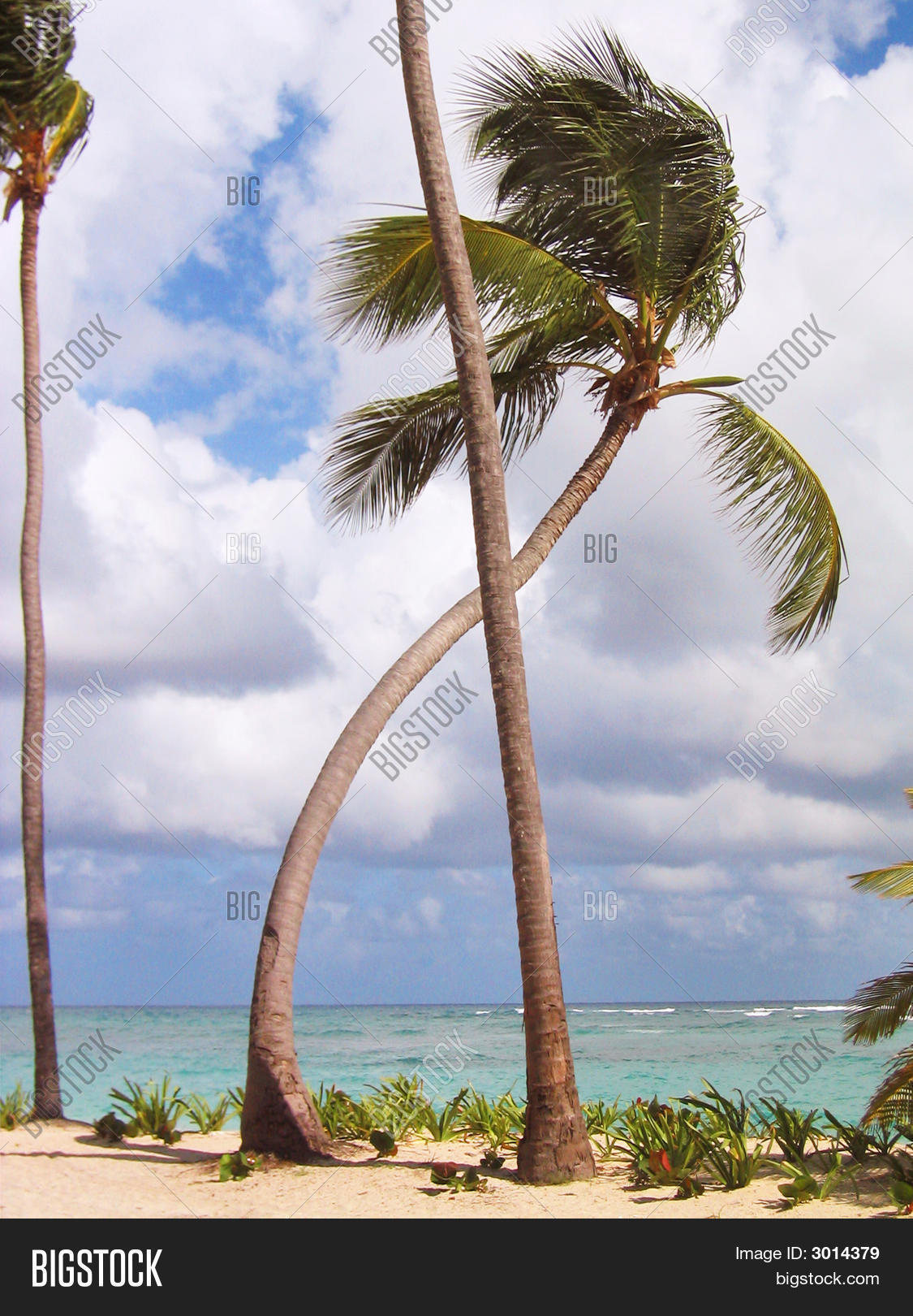 Bend Palm Tree Image & Photo (Free Trial) | Bigstock