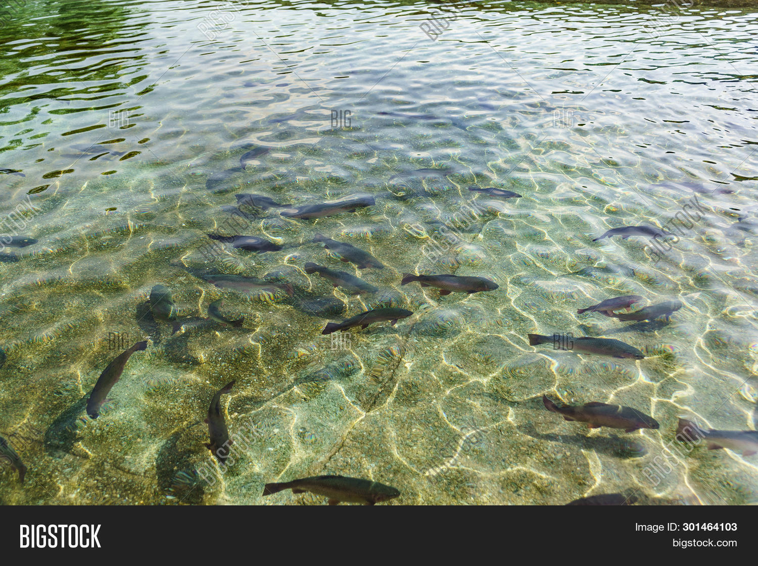 Beautiful Large Grey Image & Photo (Free Trial) | Bigstock