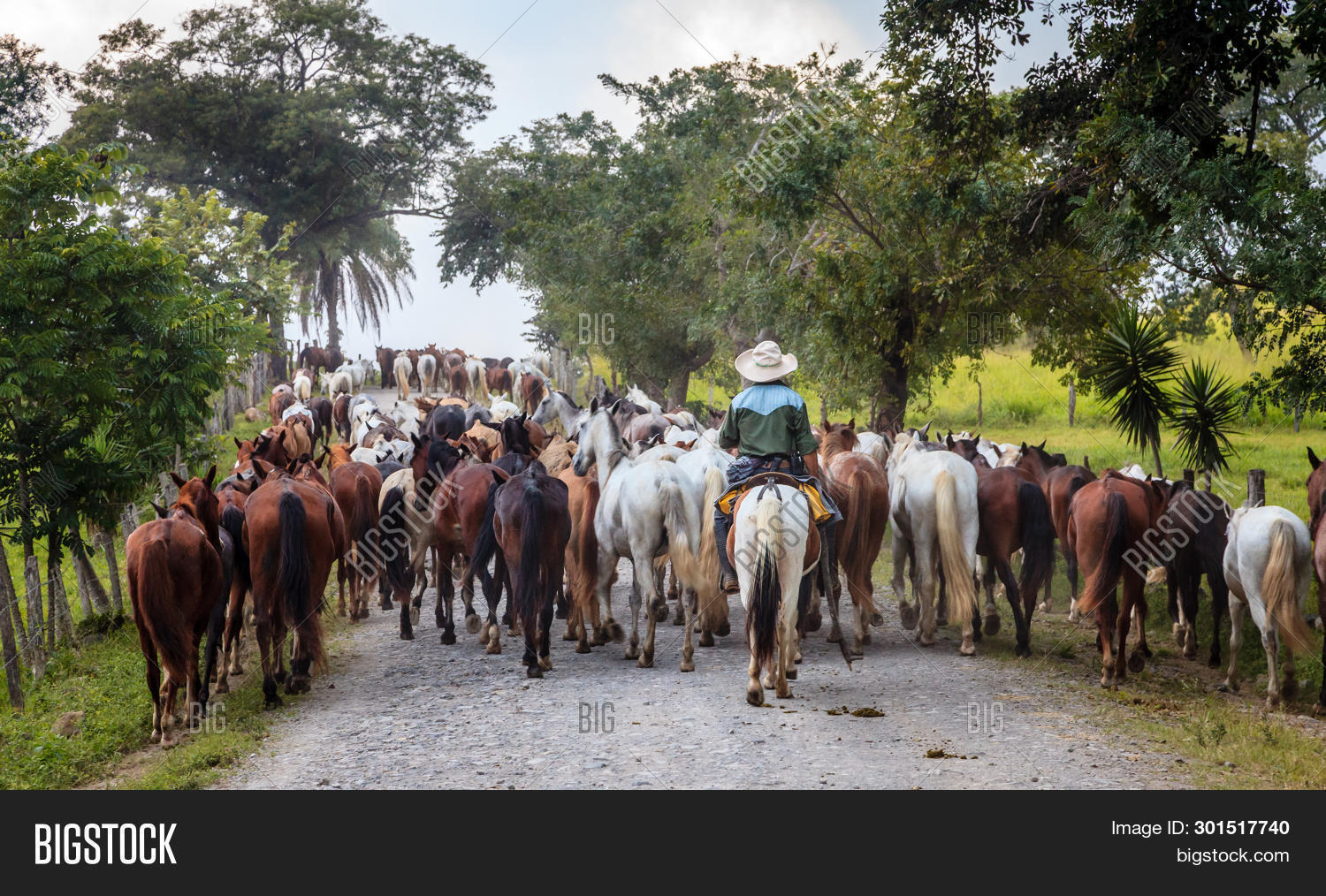 Cowboy Driving String Image & Photo (Free Trial) | Bigstock
