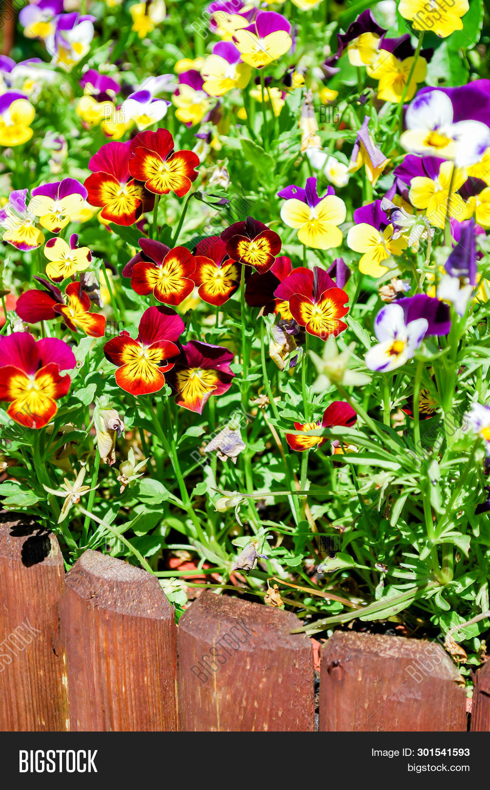 Beautiful Mix Colors Image & Photo (Free Trial) | Bigstock