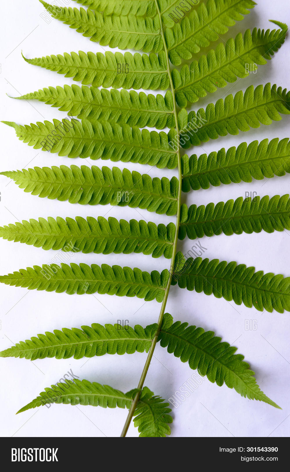 Close Compound Pinnate Image & Photo (Free Trial) | Bigstock