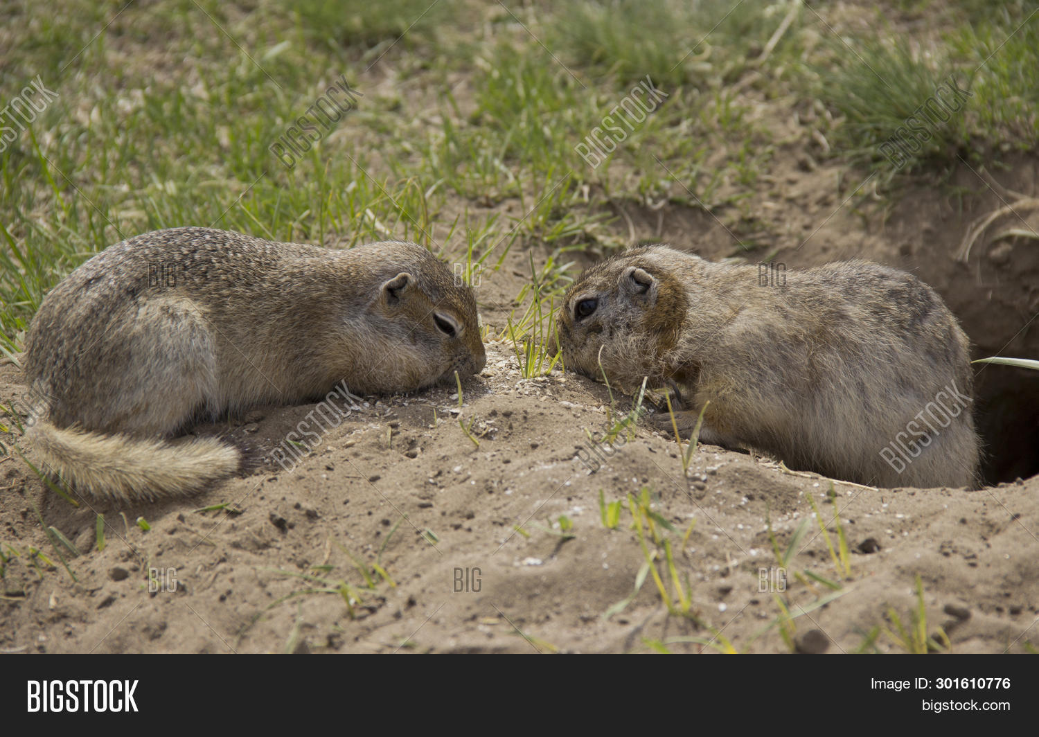 Gopher Genus Rodents Image & Photo (Free Trial) | Bigstock