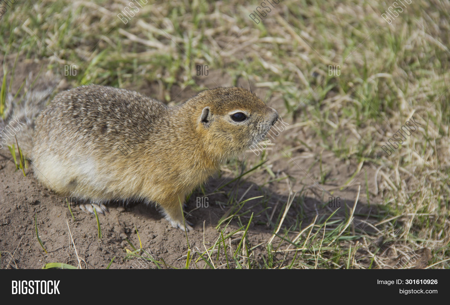 Gopher Genus Rodents Image & Photo (Free Trial) | Bigstock