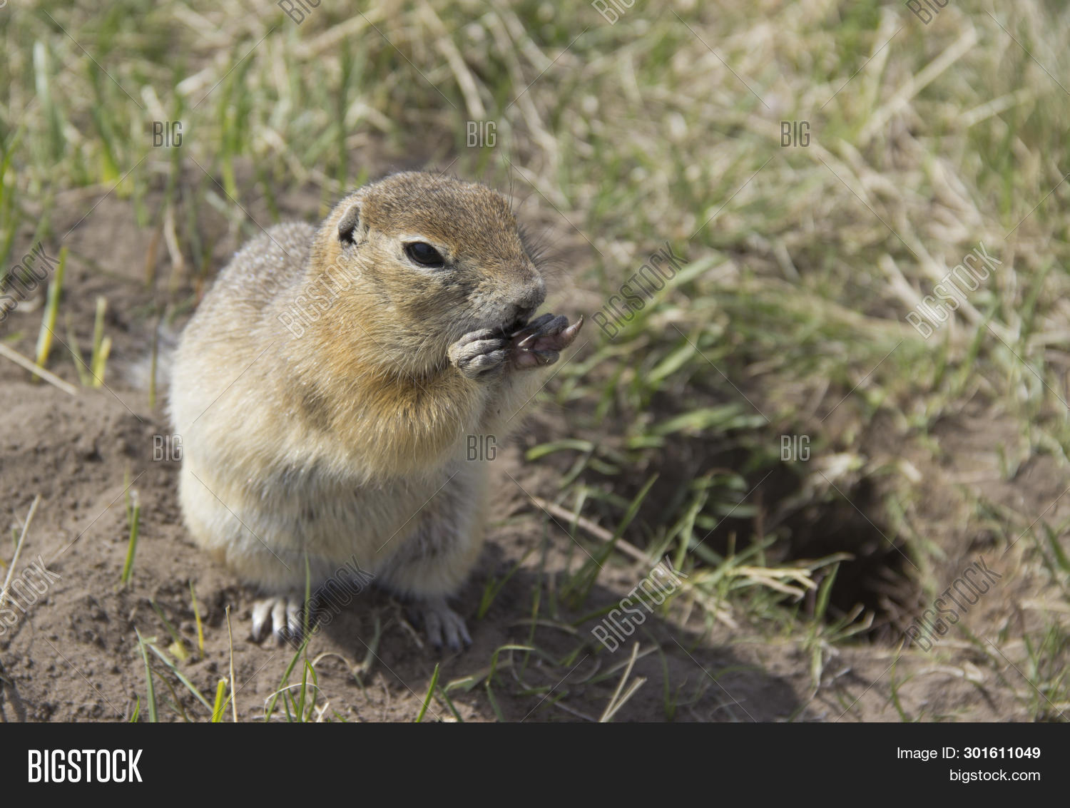 Gopher Genus Rodents Image & Photo (Free Trial) | Bigstock