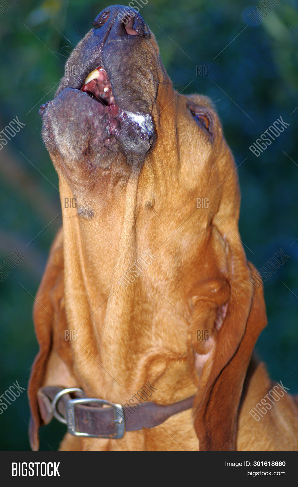 Tan Bloodhound Nose Image & Photo (Free Trial) | Bigstock