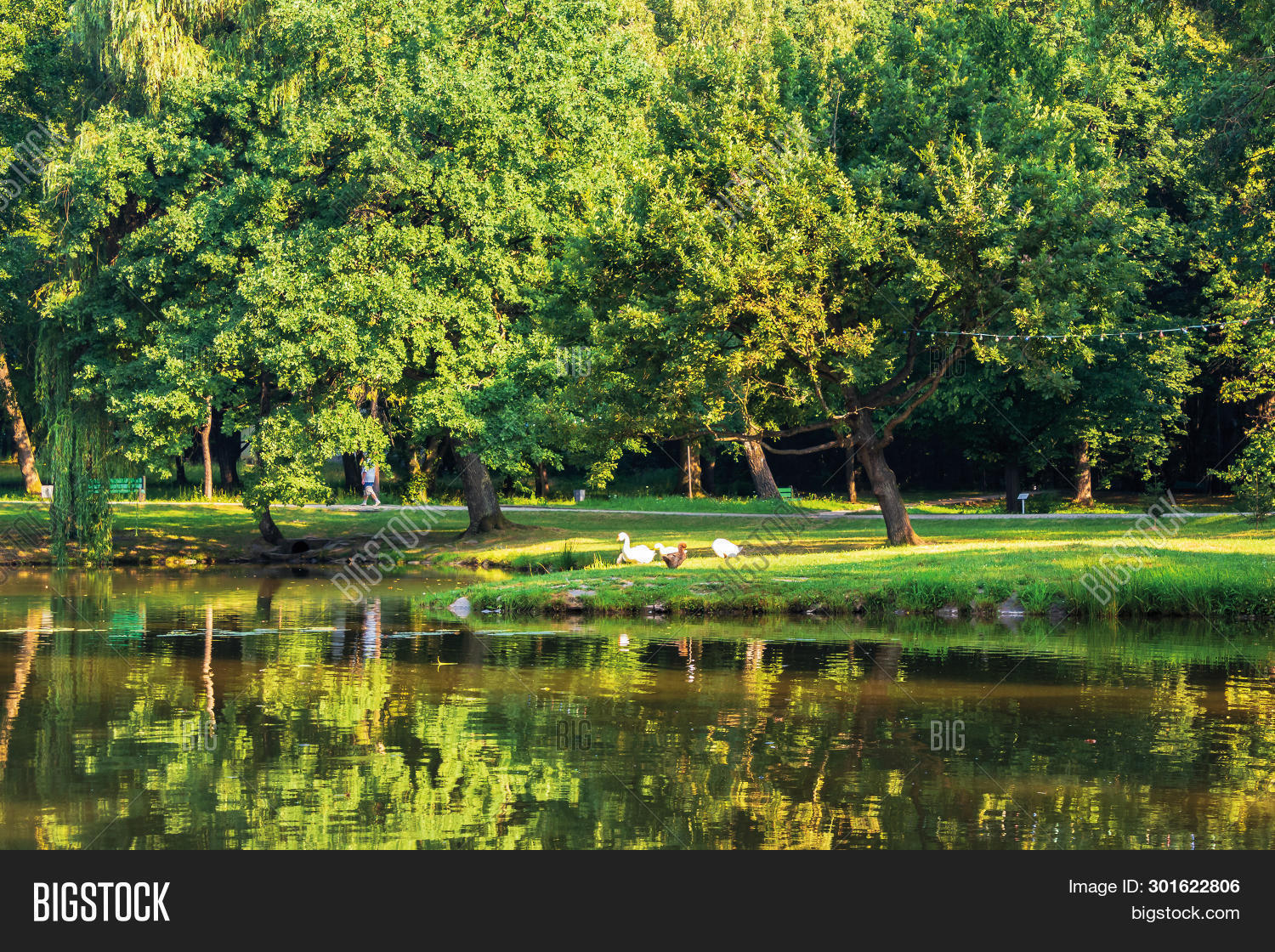 Pond Morning Park. Image & Photo (Free Trial) | Bigstock