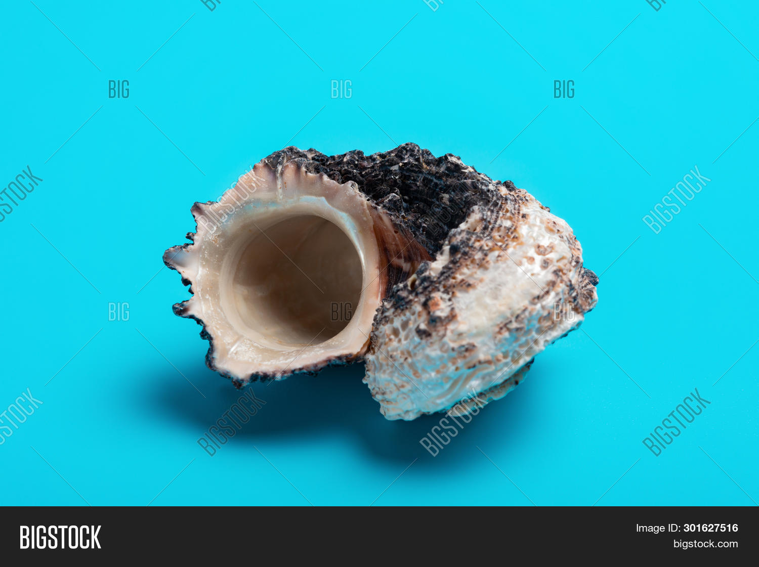 Conch Shell On Blue Image & Photo (Free Trial) | Bigstock
