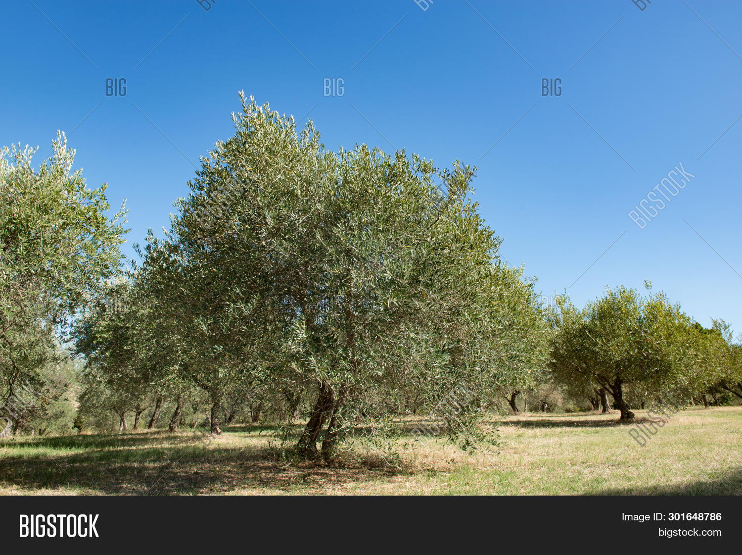 Mediterranean Olive Image & Photo (Free Trial) | Bigstock