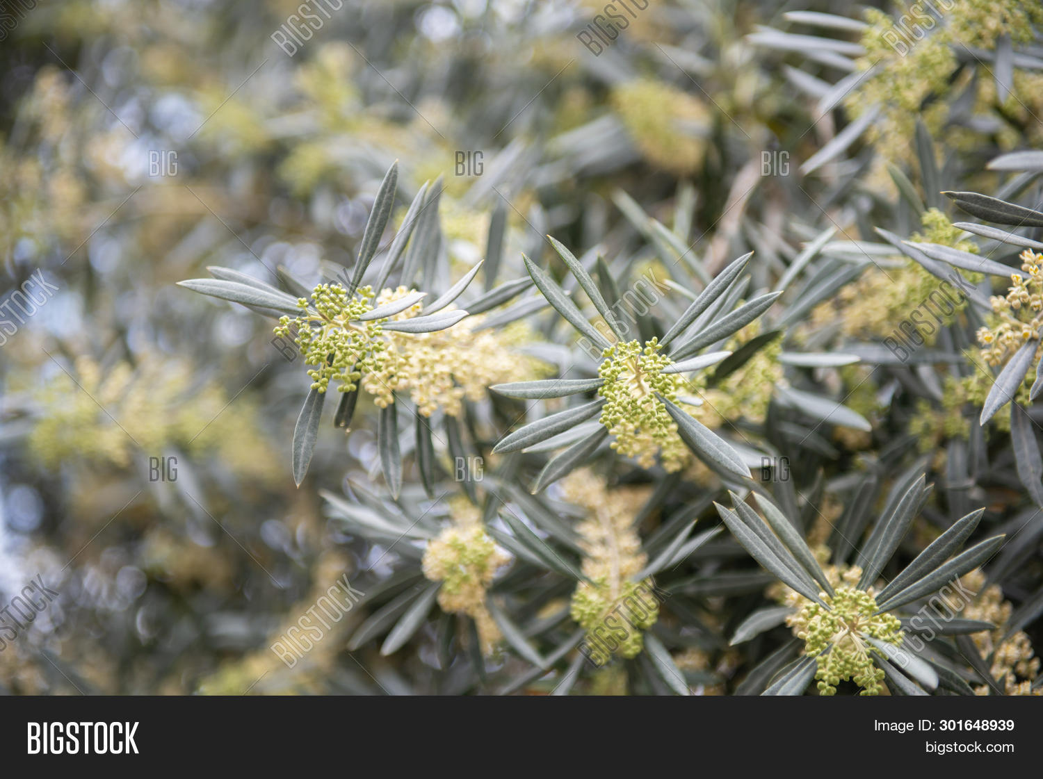 Olives Bloom. Olive Image & Photo (Free Trial) | Bigstock