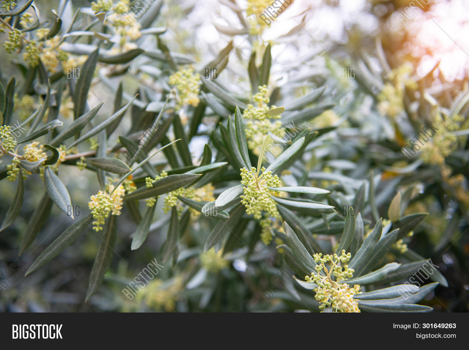 Olives Bloom. Olive Image & Photo (Free Trial) | Bigstock