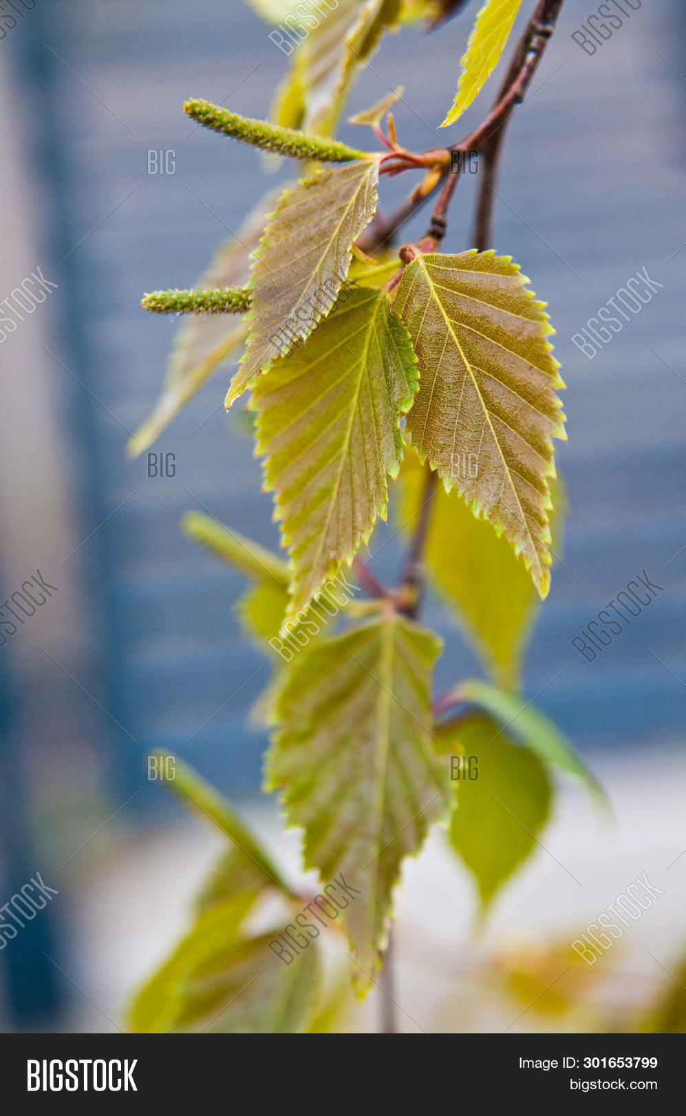 Young Birch Tree Bloom Image & Photo (Free Trial) | Bigstock
