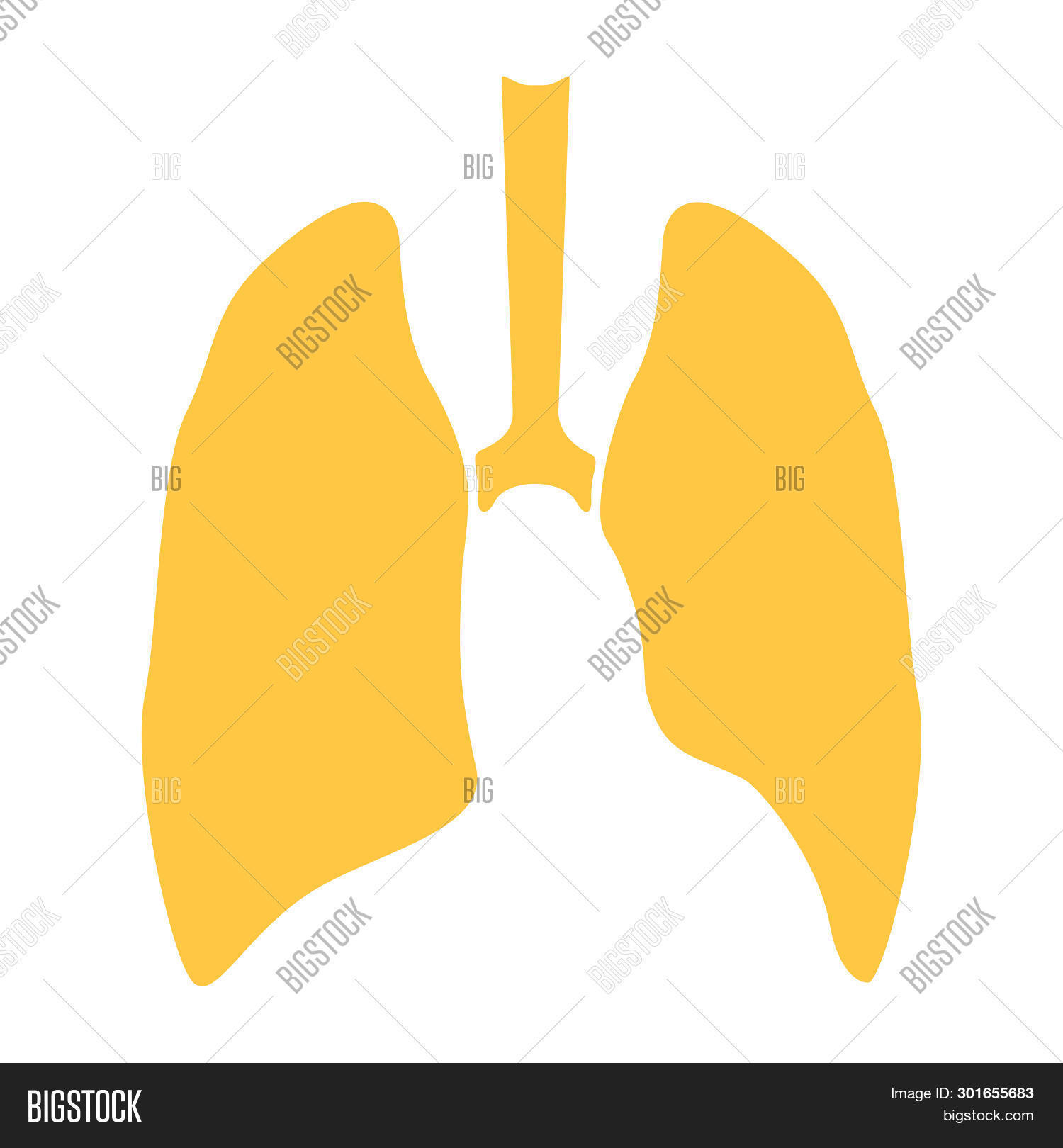 Lungs Flat Design. Image & Photo (Free Trial) | Bigstock