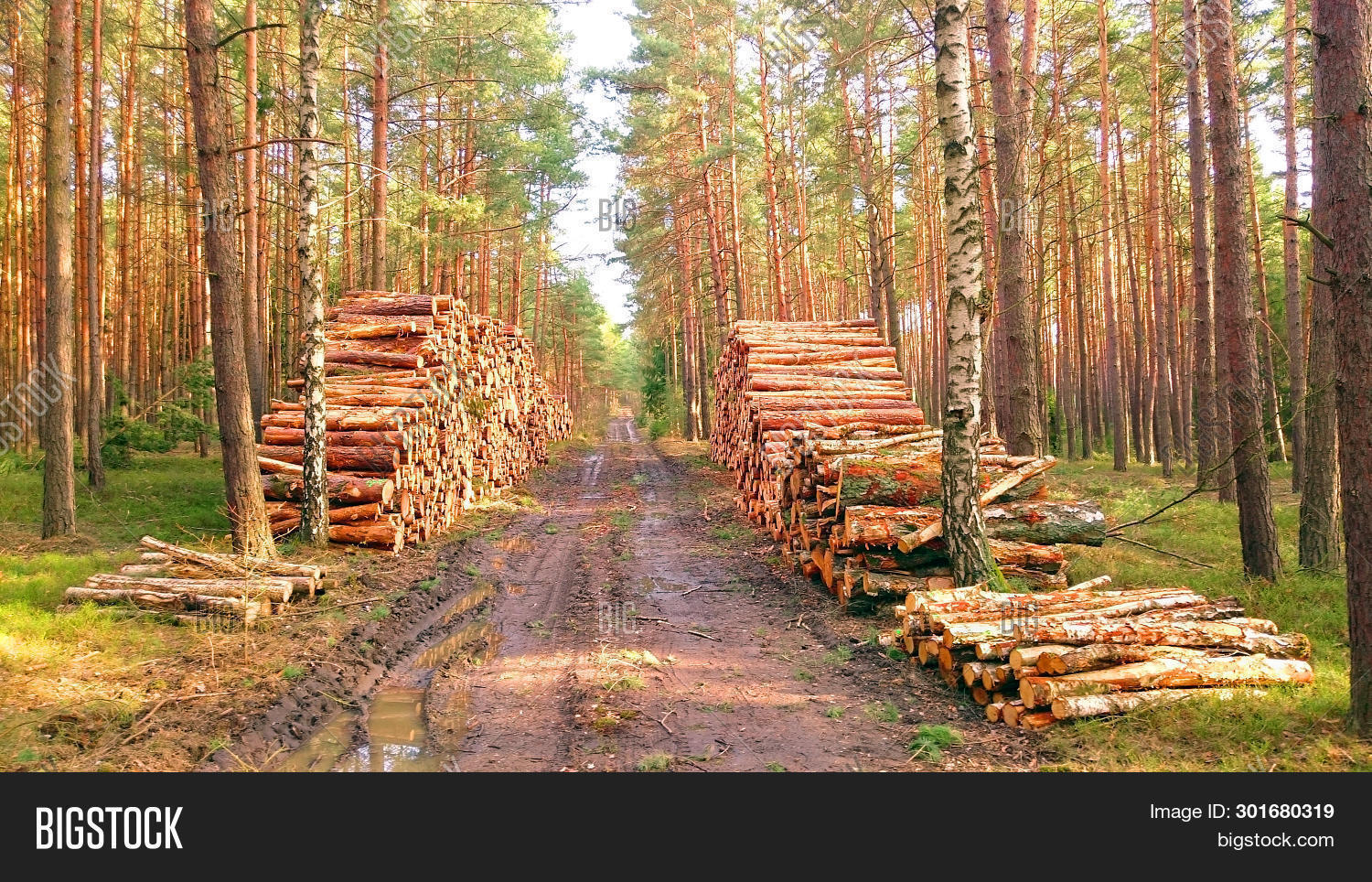 Stack Logs Pine Forest Image & Photo (Free Trial) | Bigstock