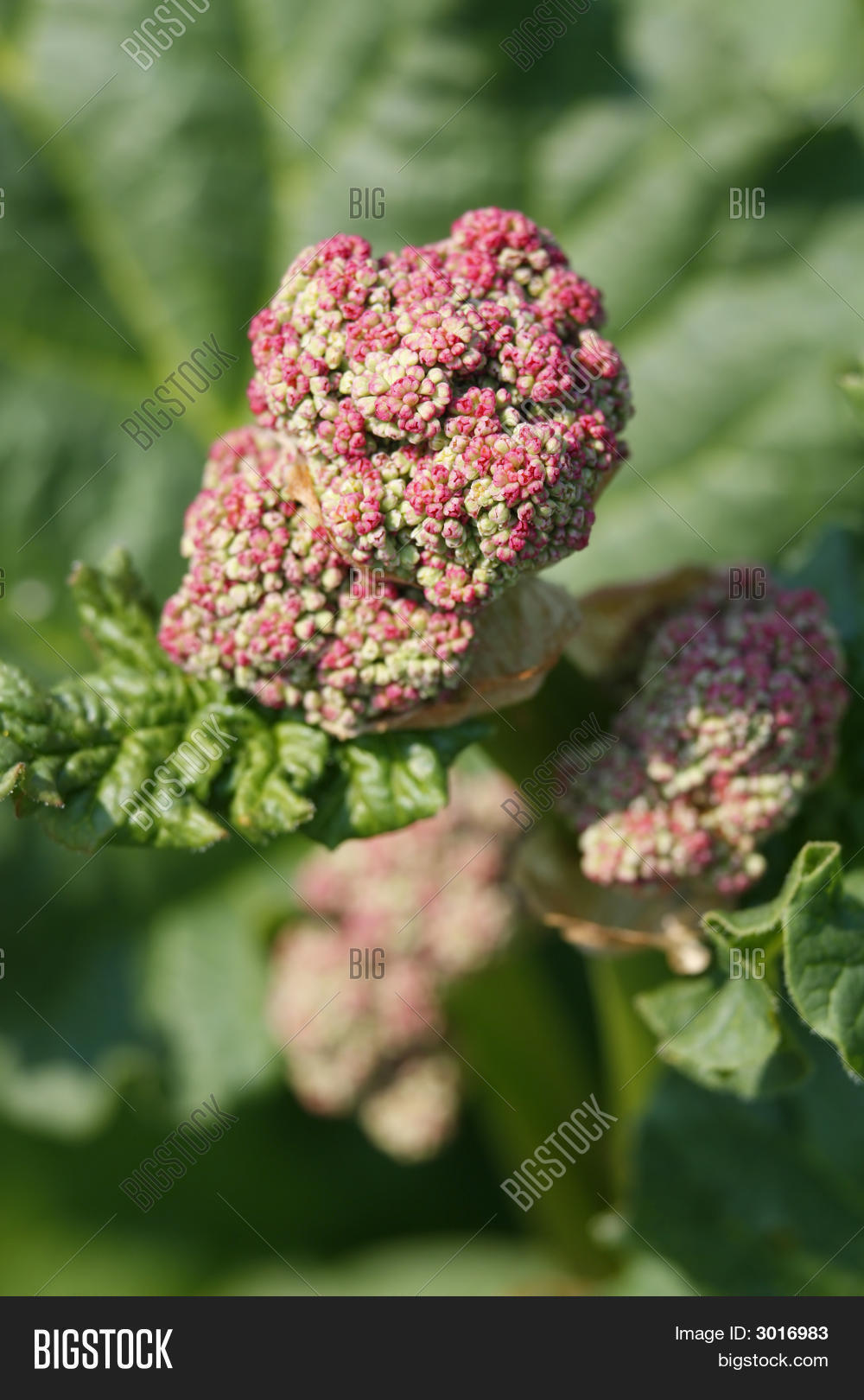 Rhubarb Blossom Image & Photo (Free Trial) | Bigstock