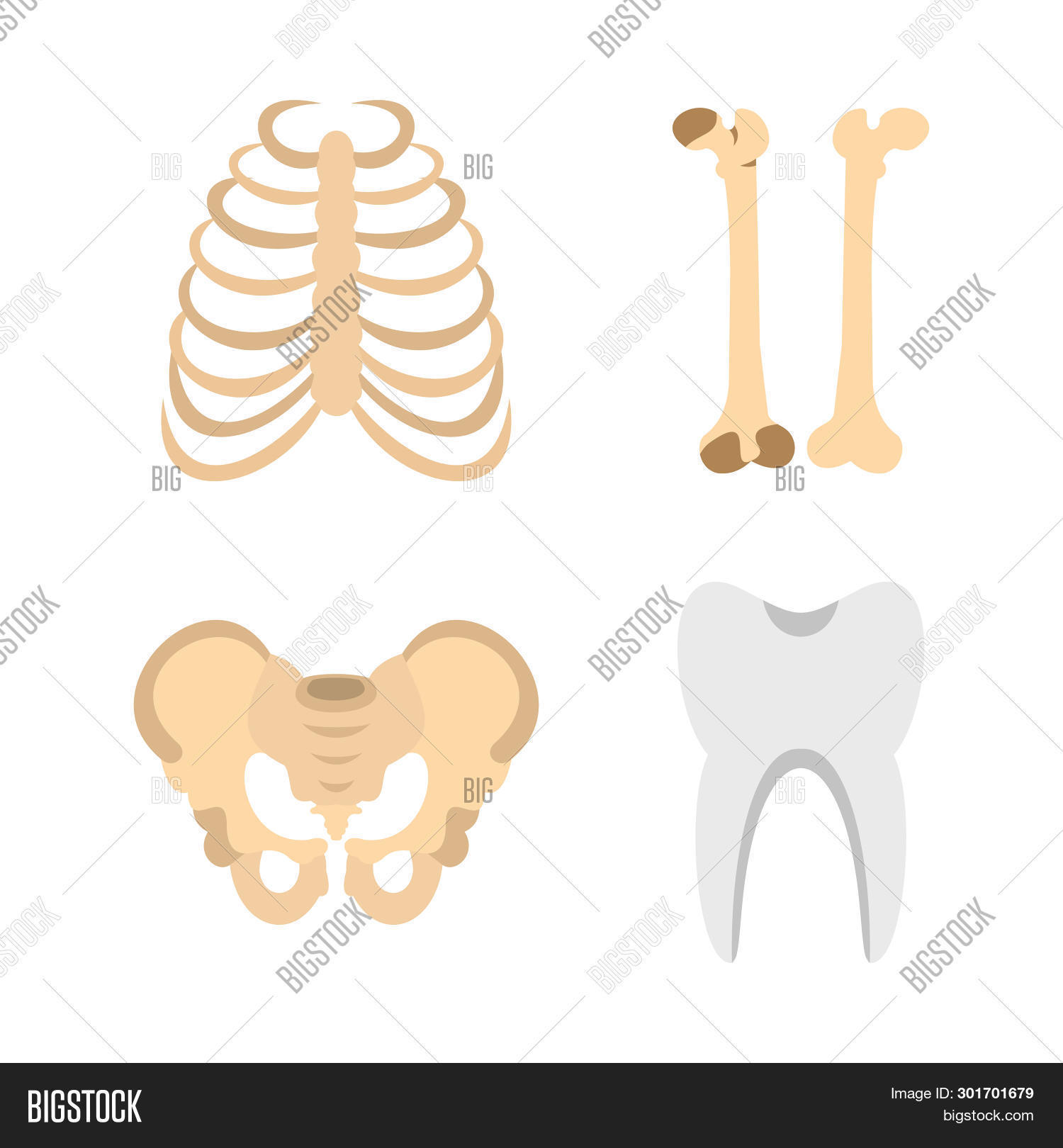 Human Bones Icon Set. Image & Photo (Free Trial) | Bigstock