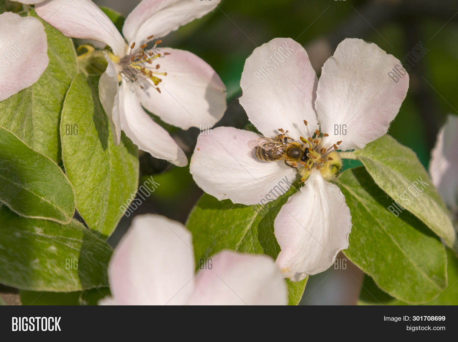 Close Bumble Bee On Image & Photo (Free Trial) | Bigstock