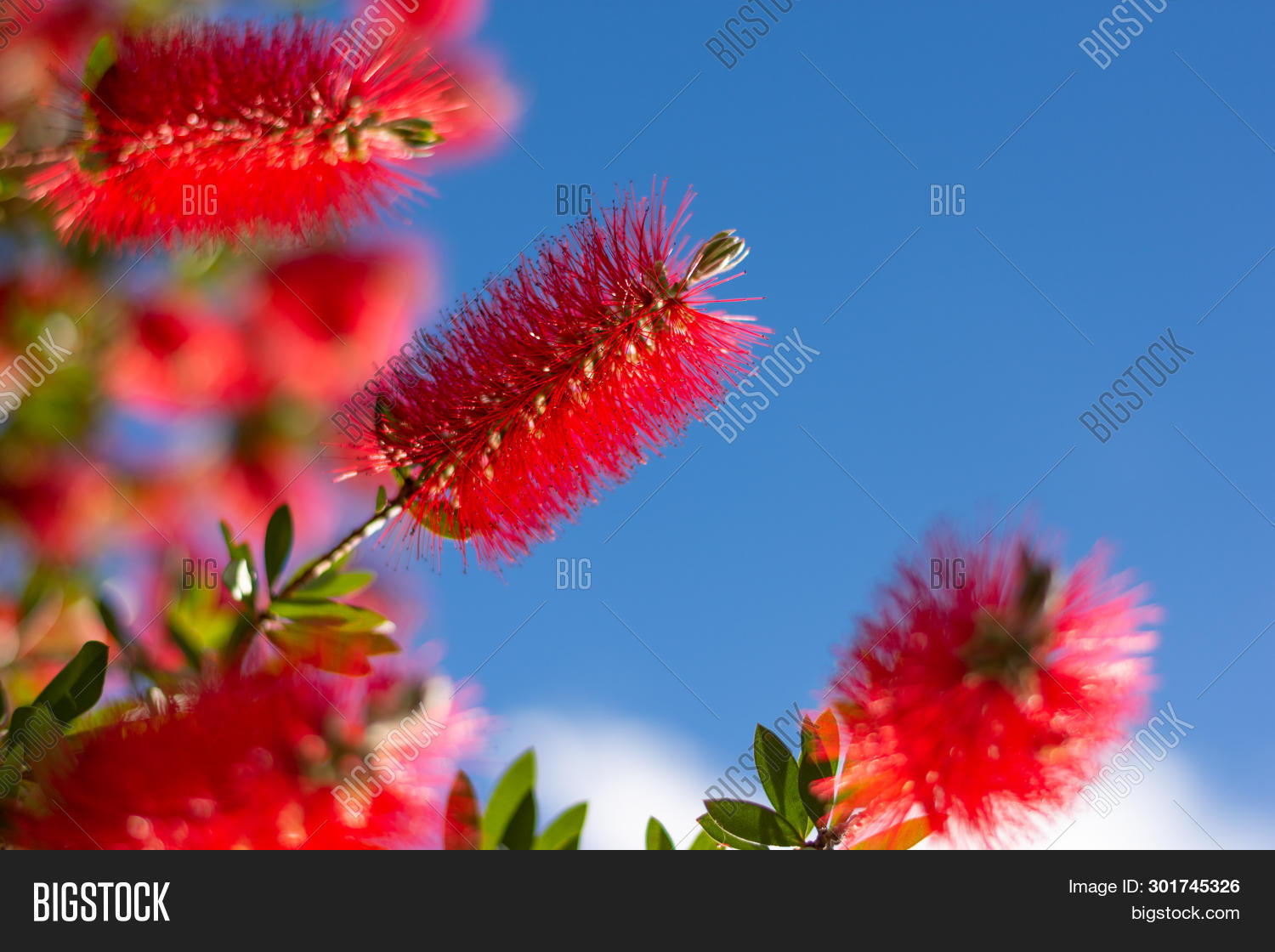 Callistemon Flowers Image & Photo (Free Trial) | Bigstock