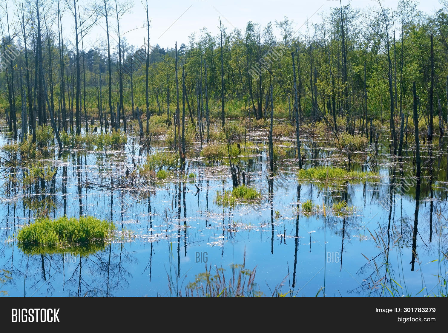 Dead Trees Swamp, Wild Image & Photo (Free Trial) | Bigstock