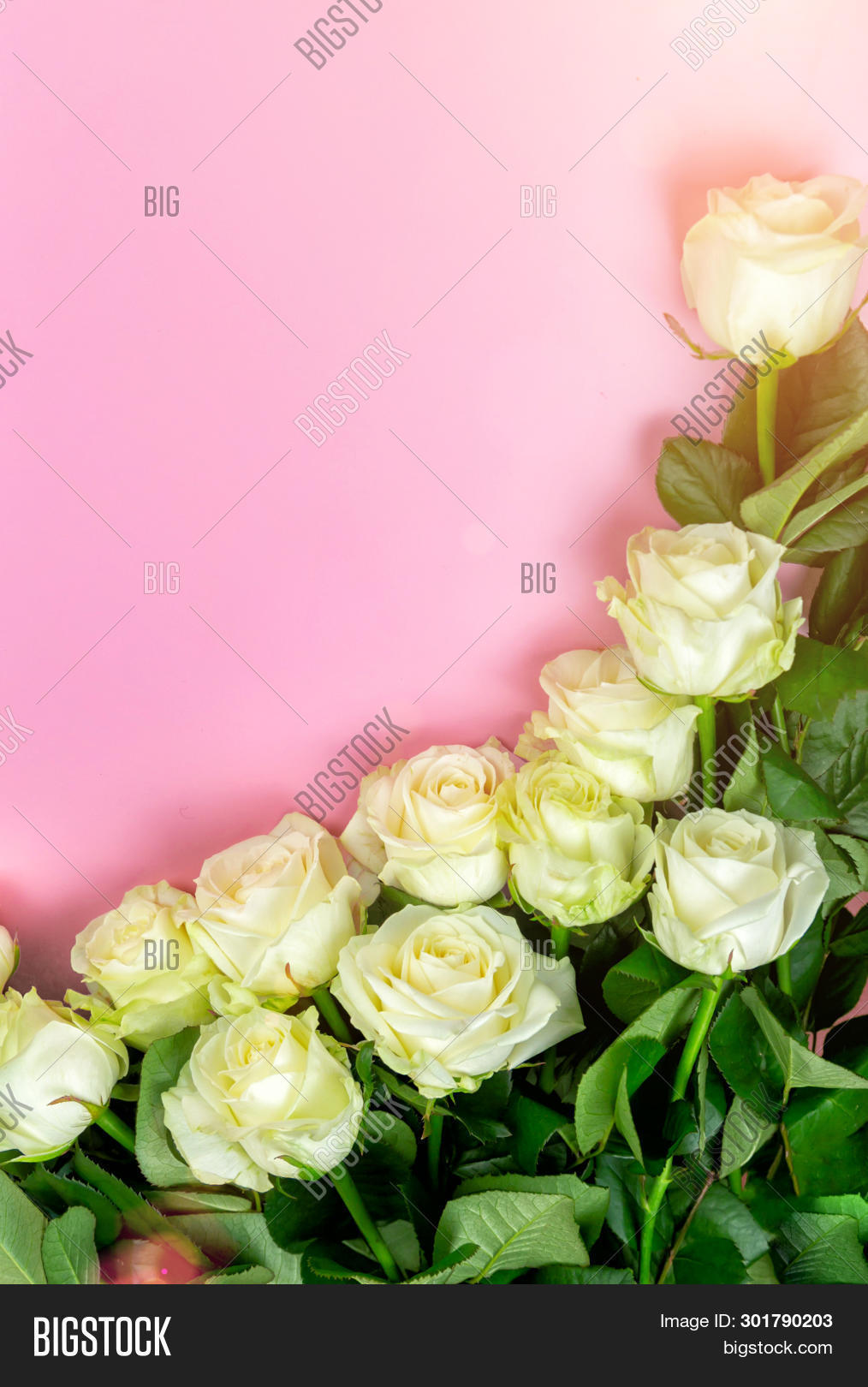 Beautiful White Roses Image & Photo (Free Trial) | Bigstock