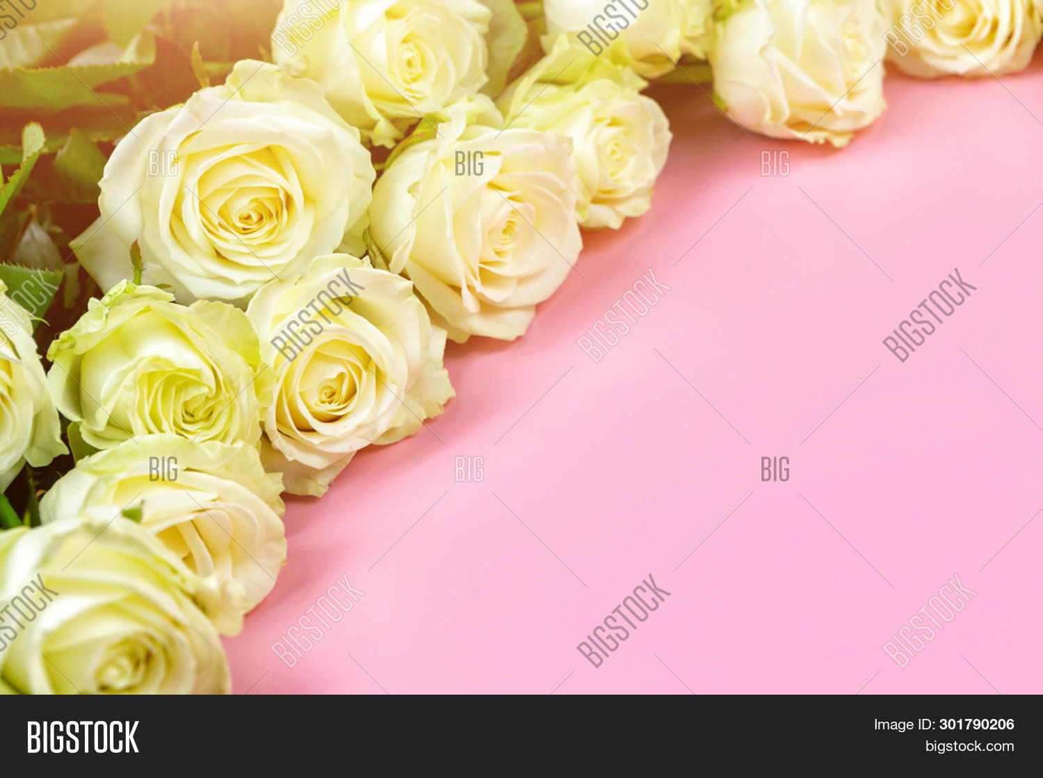 Beautiful White Roses Image & Photo (Free Trial) | Bigstock