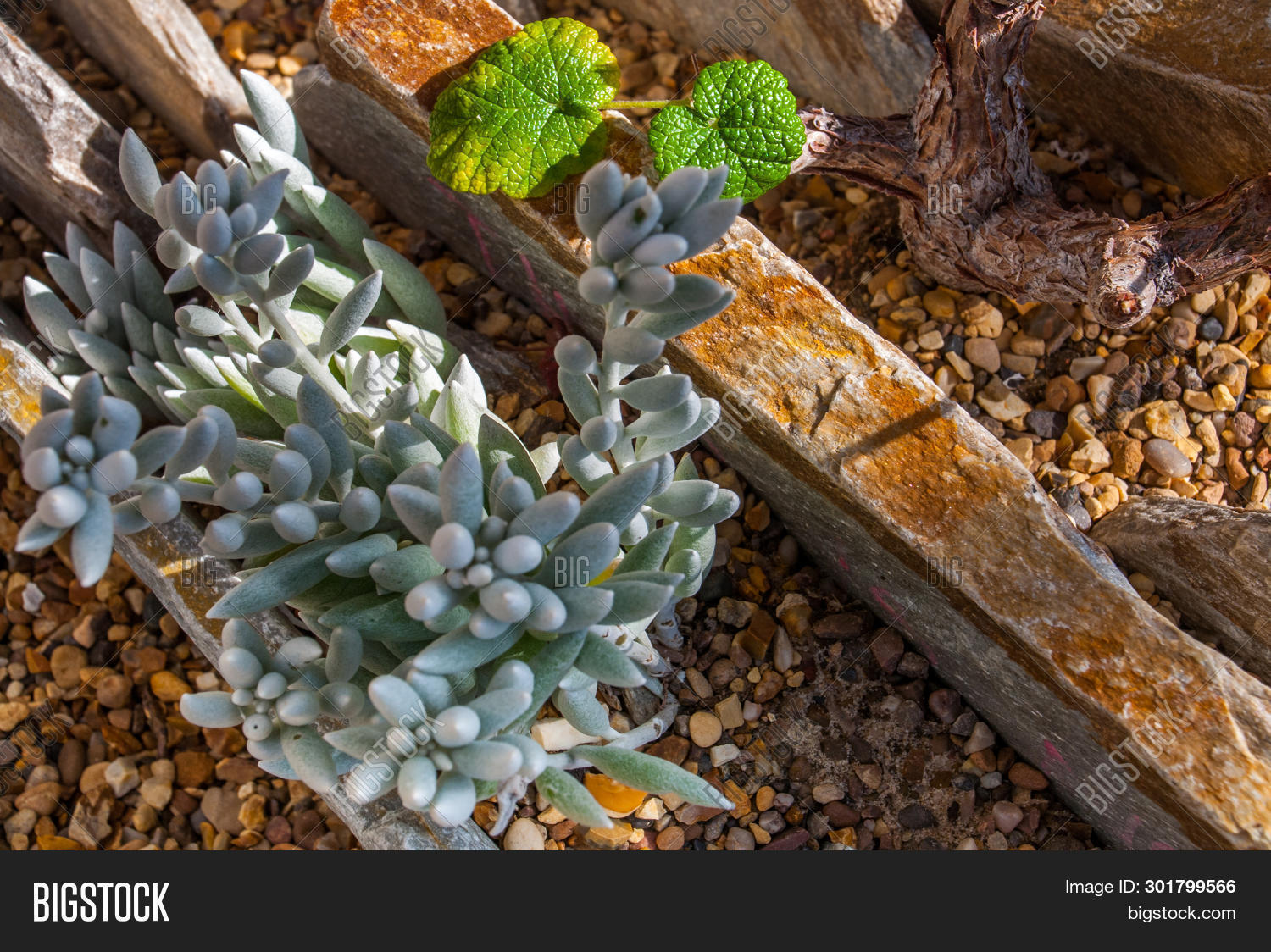 Astridia Citrina, Image & Photo (Free Trial) | Bigstock