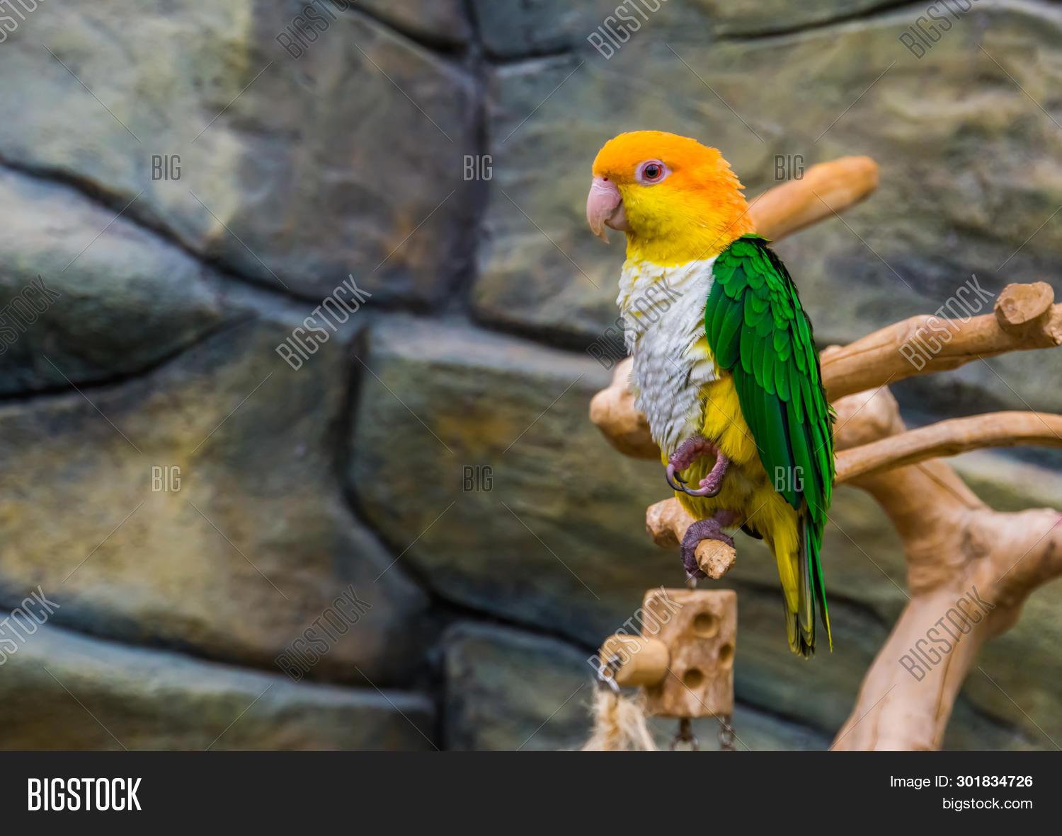 Portrait White Bellied Image & Photo (Free Trial) | Bigstock
