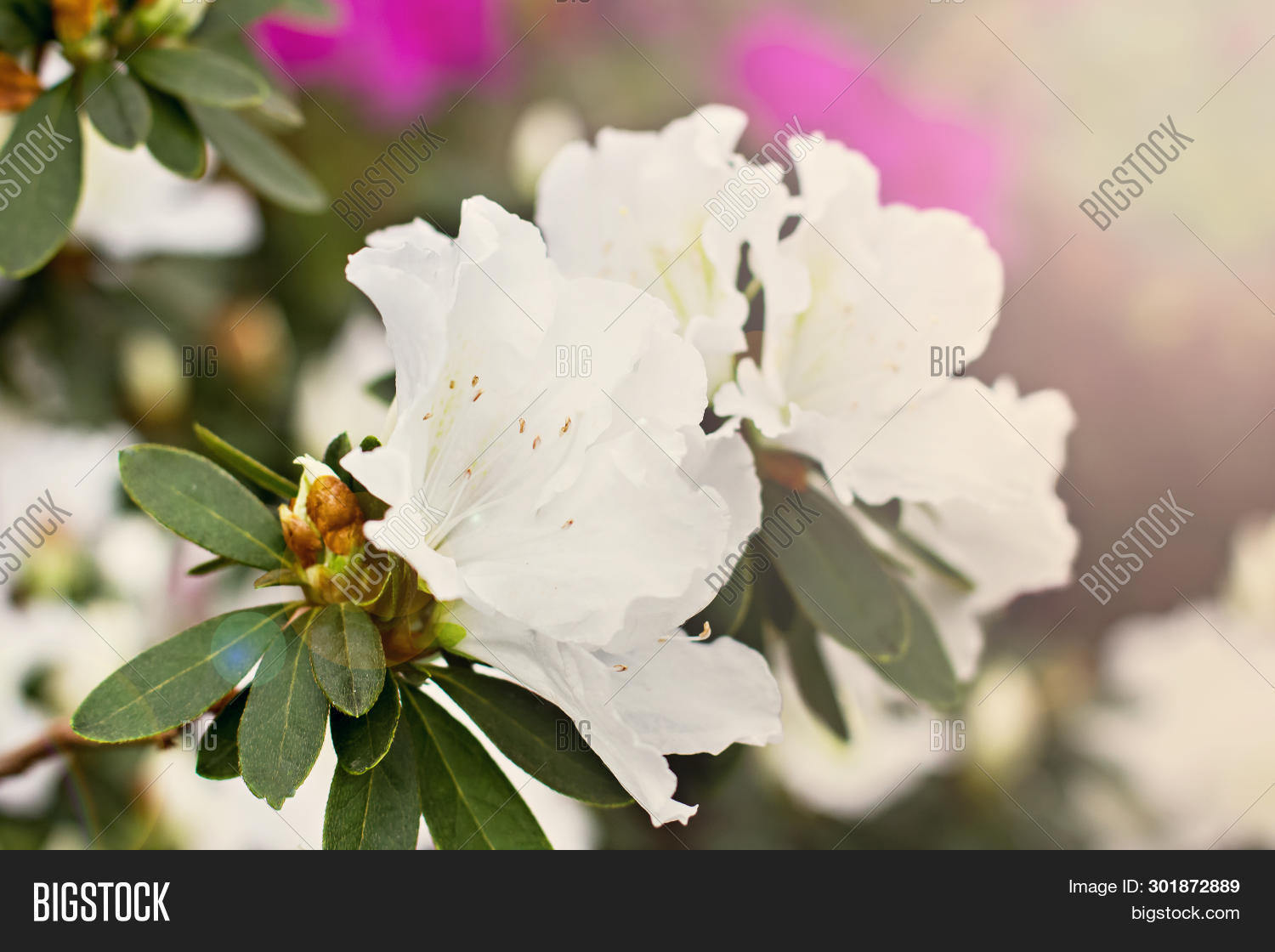 Azalea Flowers. White Image & Photo (Free Trial) | Bigstock