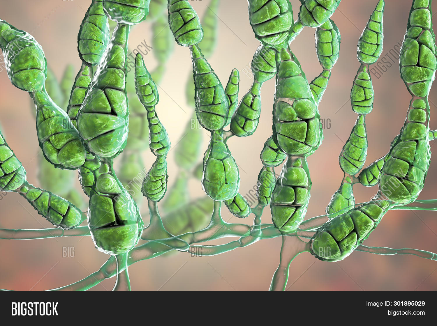 Mold Alternaria Image & Photo (Free Trial) | Bigstock