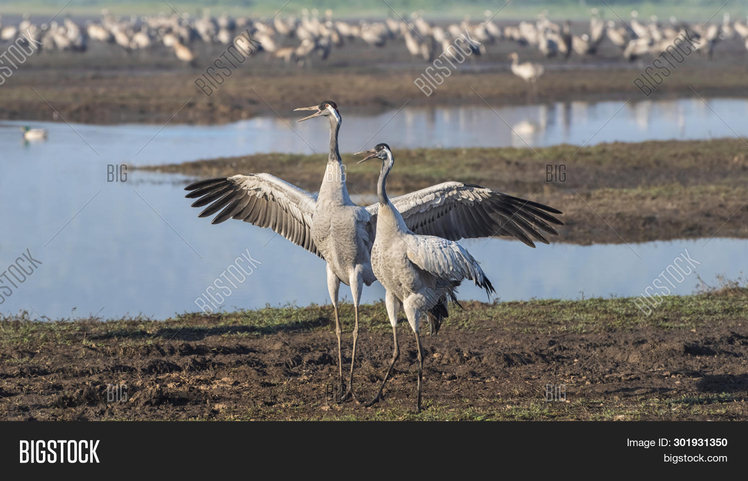 Dancing Two Cranes. Image & Photo (Free Trial) | Bigstock