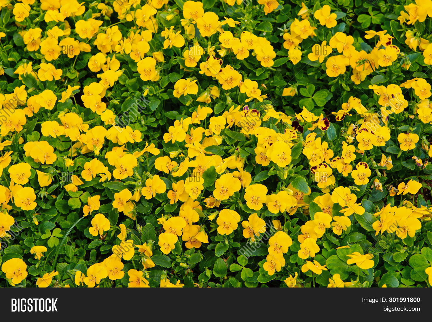 Pansy Flowers Bloom Image & Photo (Free Trial) | Bigstock