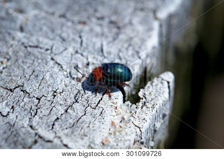 Beetles Variety Colors Image & Photo (Free Trial) | Bigstock