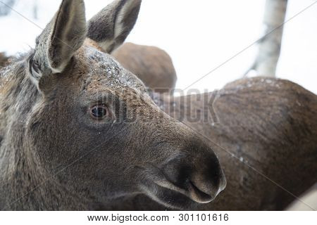 Moose On Moose Farm. Image & Photo (Free Trial) | Bigstock