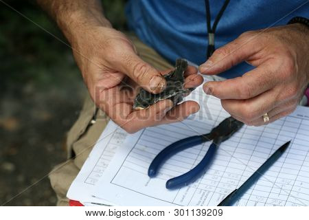 Tree Swallow Aka Image & Photo (Free Trial) | Bigstock