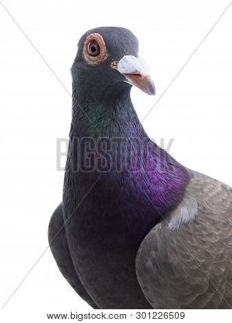 Portrait Pigeon Dragon Image & Photo (Free Trial) | Bigstock